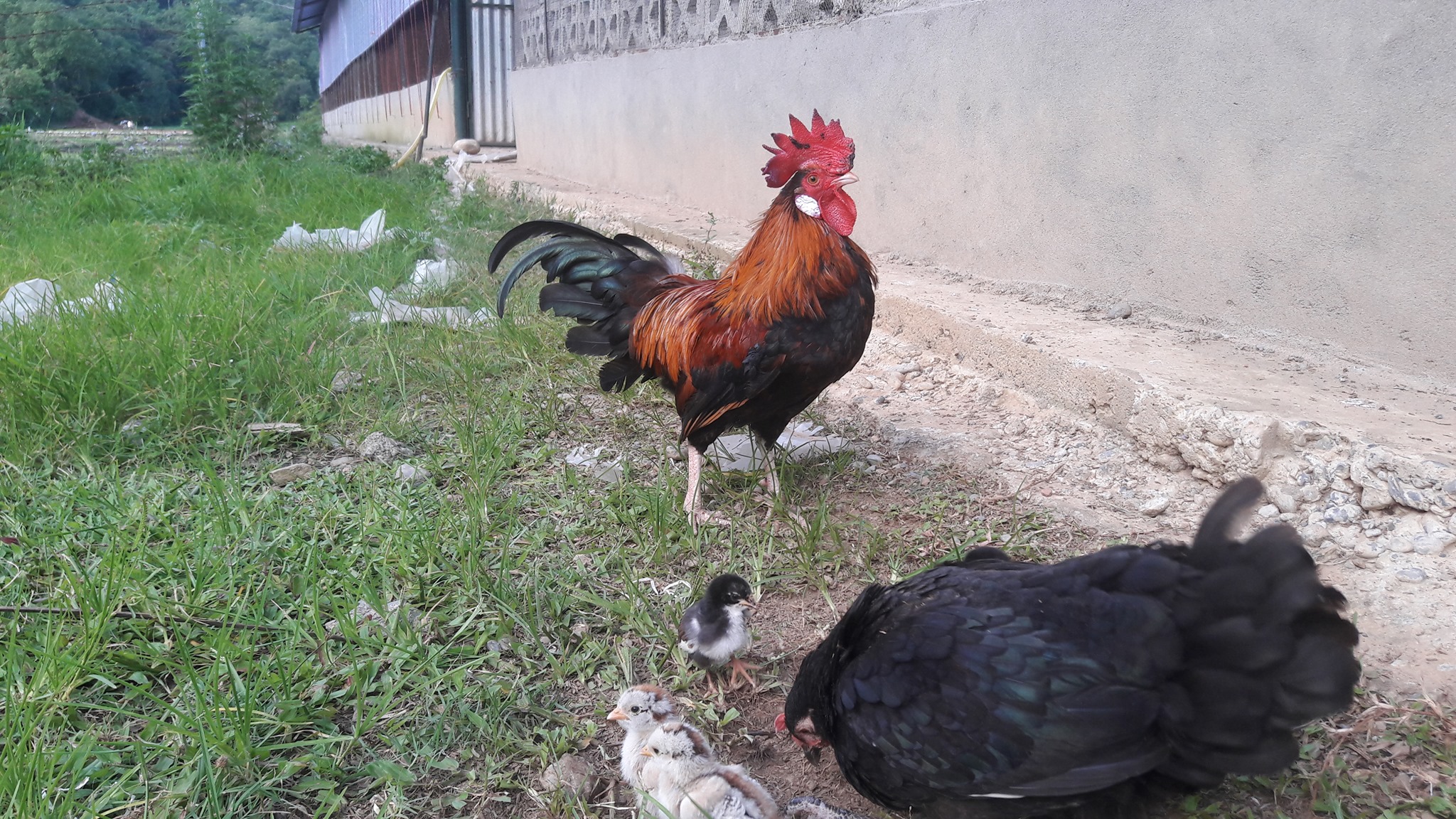 Anjul Agro Farm